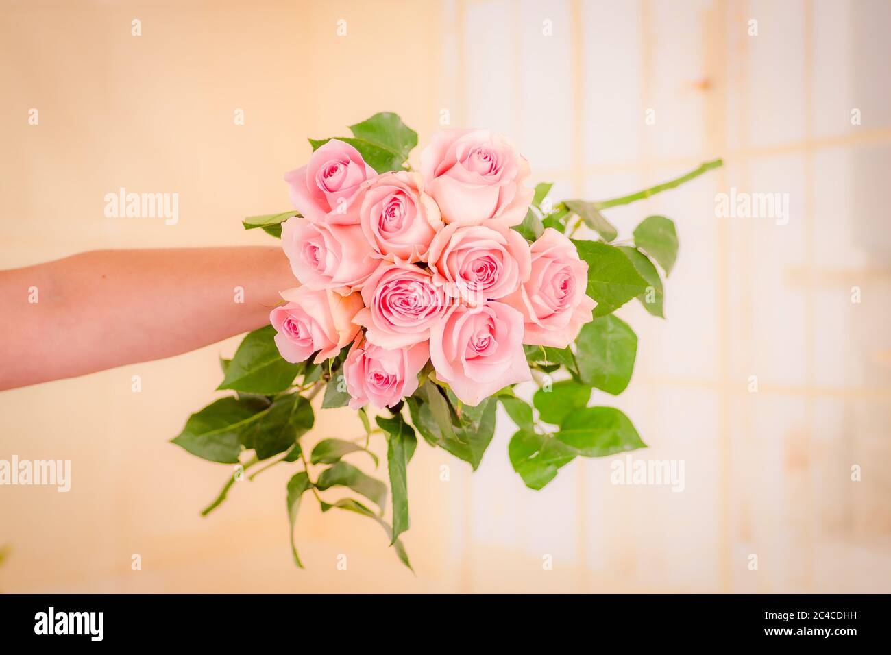 Women hand holding a bouquet of Luciano roses variety, studio shot ...