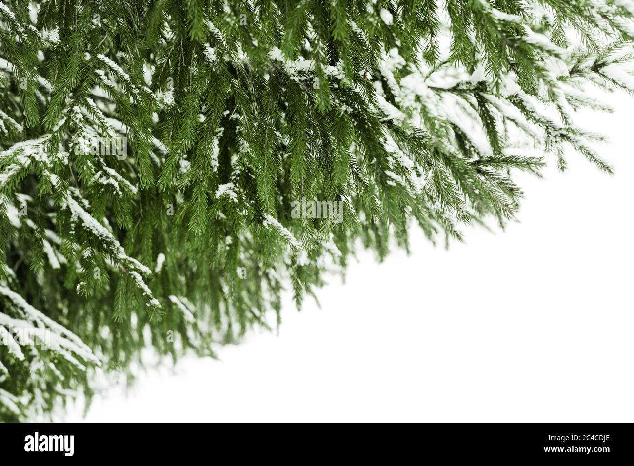 Green fir branches covered by snow white background isolated close up ...