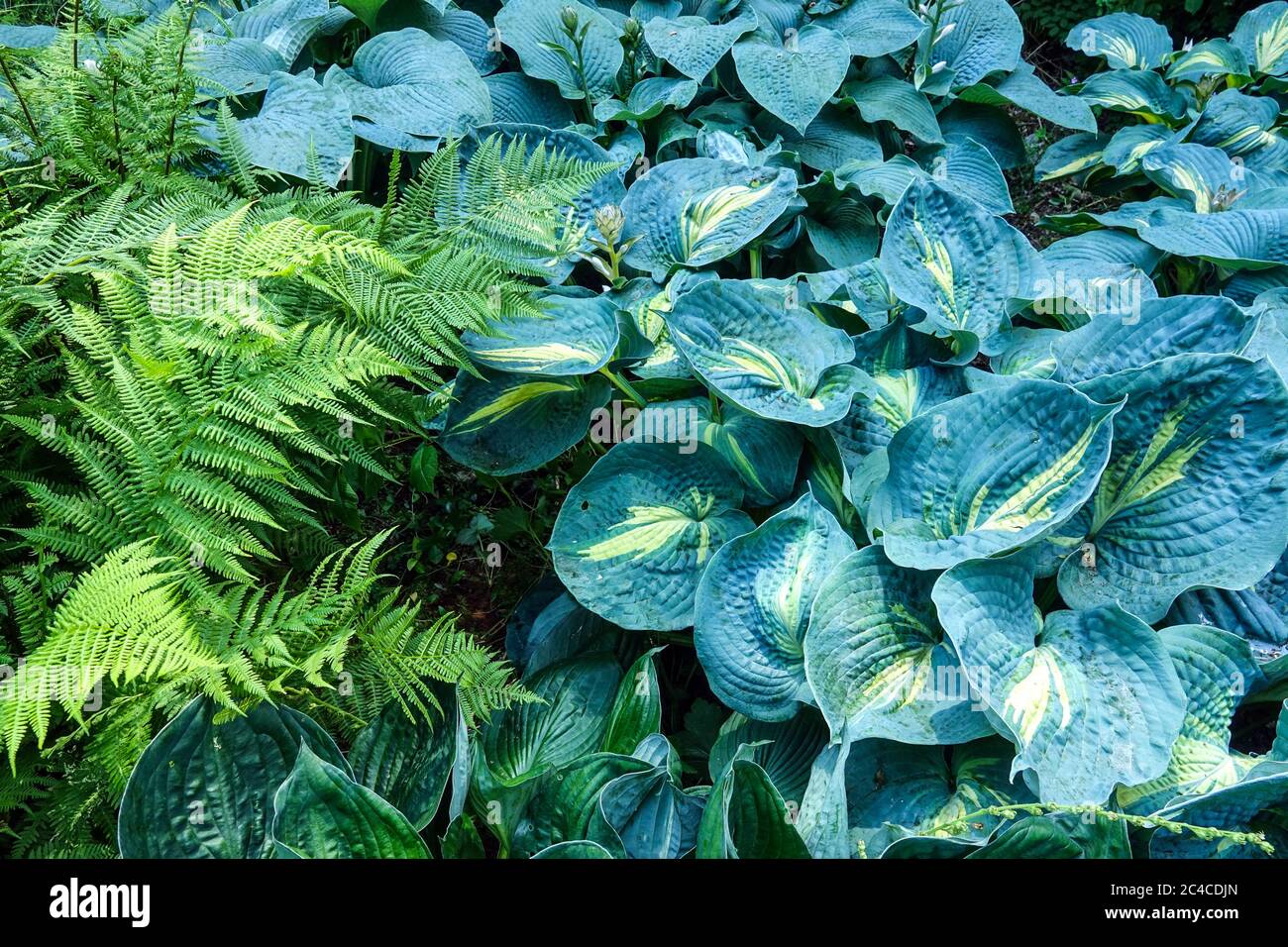 Hostas and ferns hi-res stock photography and images - Alamy