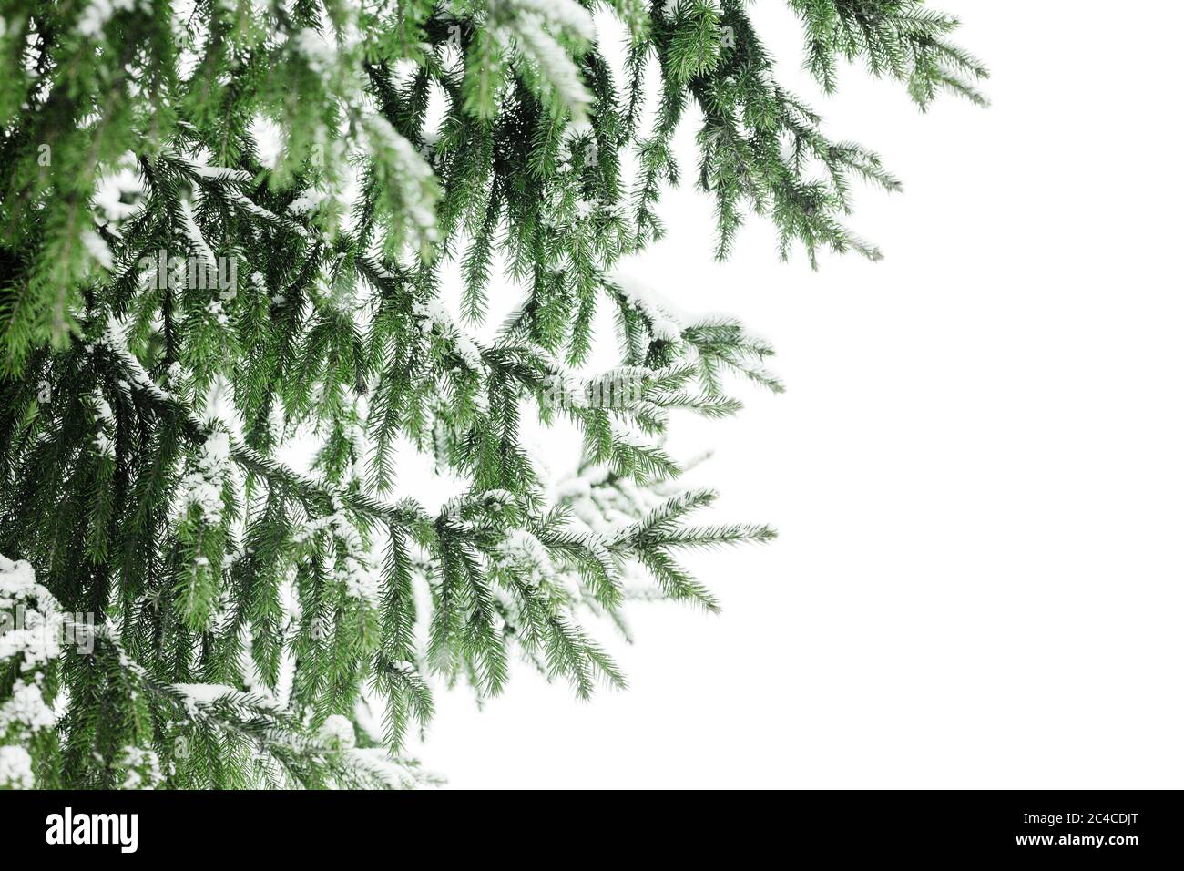 Green fir branches covered by snow white background isolated close up ...