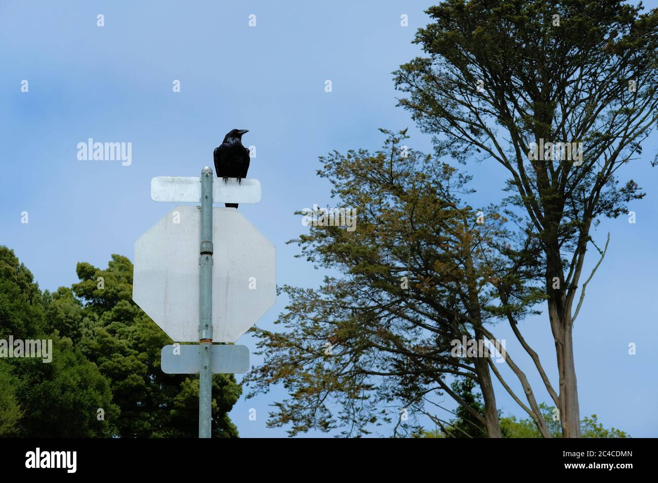 Corvus brachyrhynchos, American Crow, on a sign post; back of a stop ...
