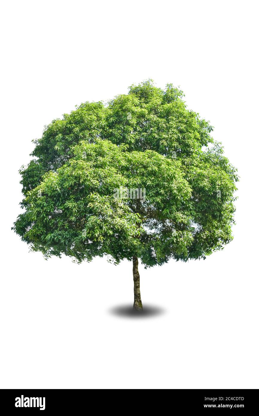 big tree isolated on white background. HD Image and Large Resolution ...