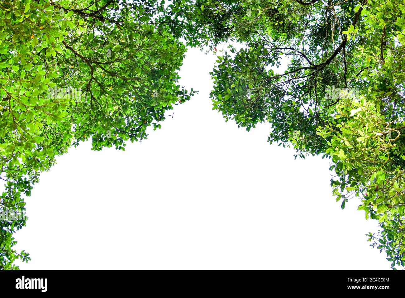 Nature frame of jungle trees with tropical rainforest foliage plants ...
