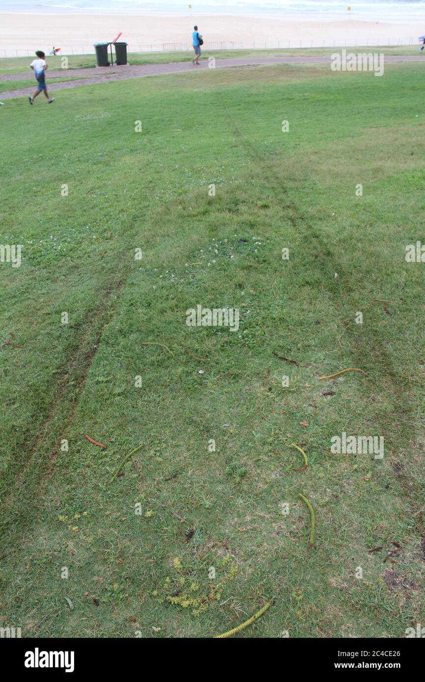 Car tread marks hi-res stock photography and images - Alamy