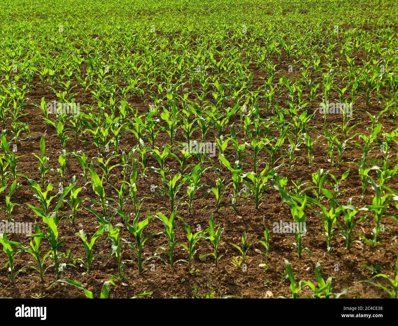 corn field with young plants Stock Photo - Alamy
