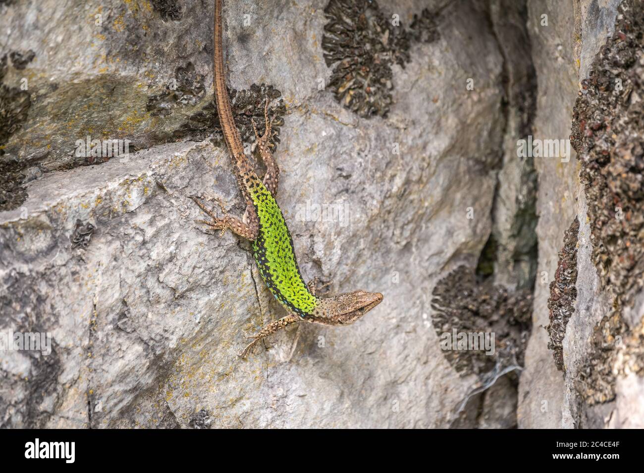 Green Lizard crawling on a stone cliff. The European green lizard ...
