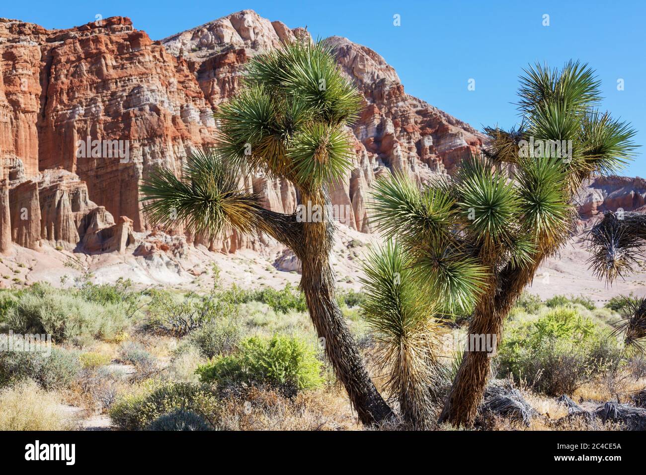 Joshua tree in Arizona desert along road. Travel background Stock Photo ...