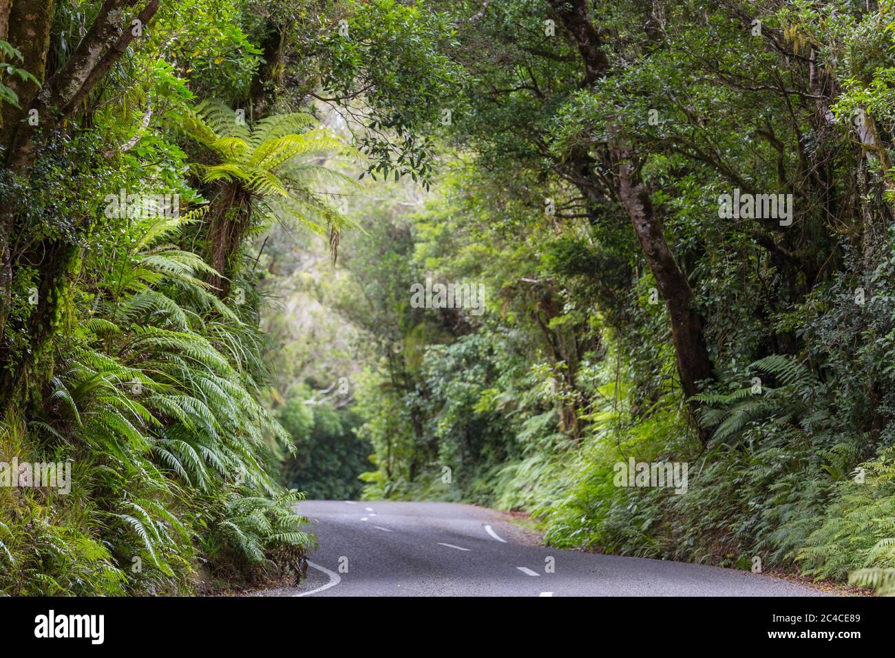 New Zealand tropical jungle forest. Green natural background Stock ...