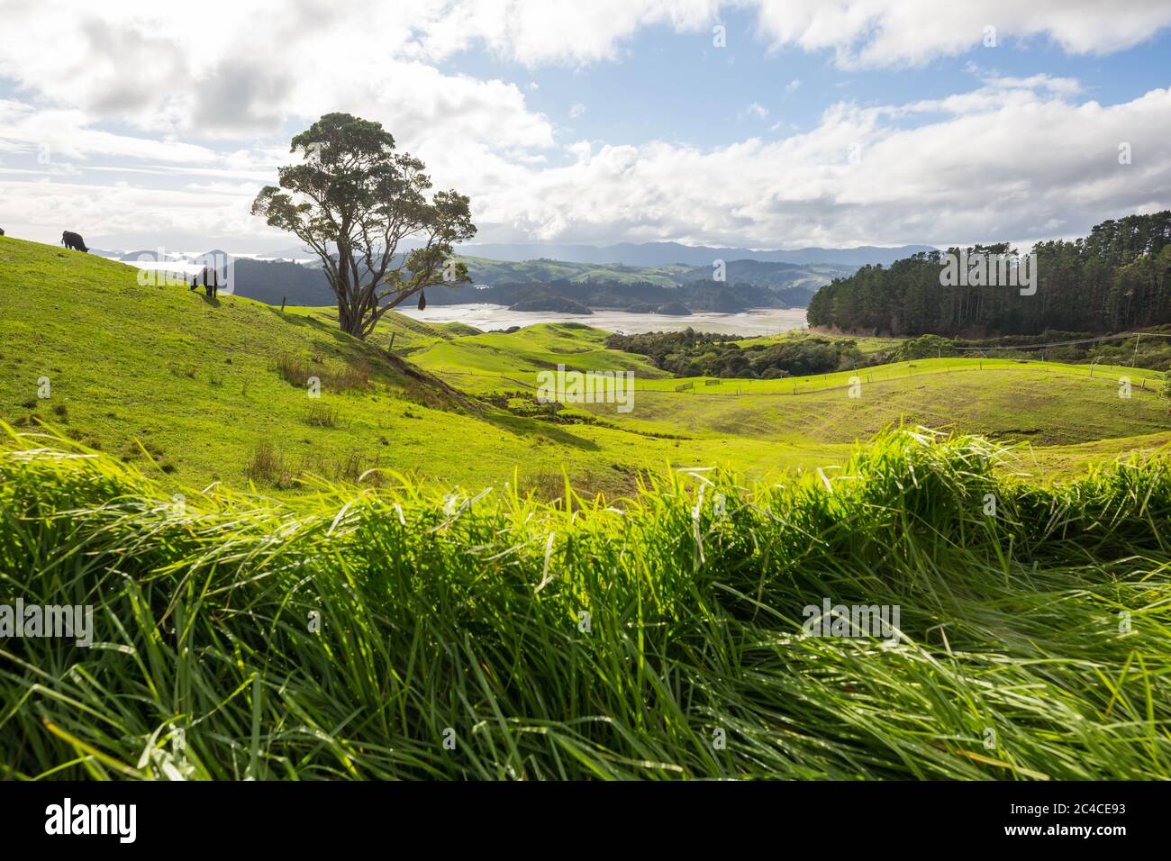 Beautiful rural landscape of the New Zealand - green hills and trees ...