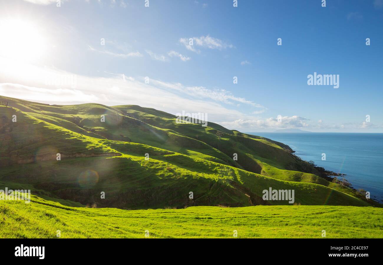 Beautiful rural landscape of the New Zealand - green hills and trees ...