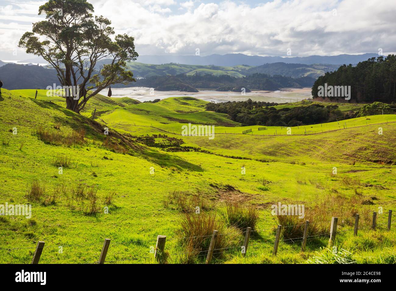 Beautiful rural landscape of the New Zealand - green hills and trees ...