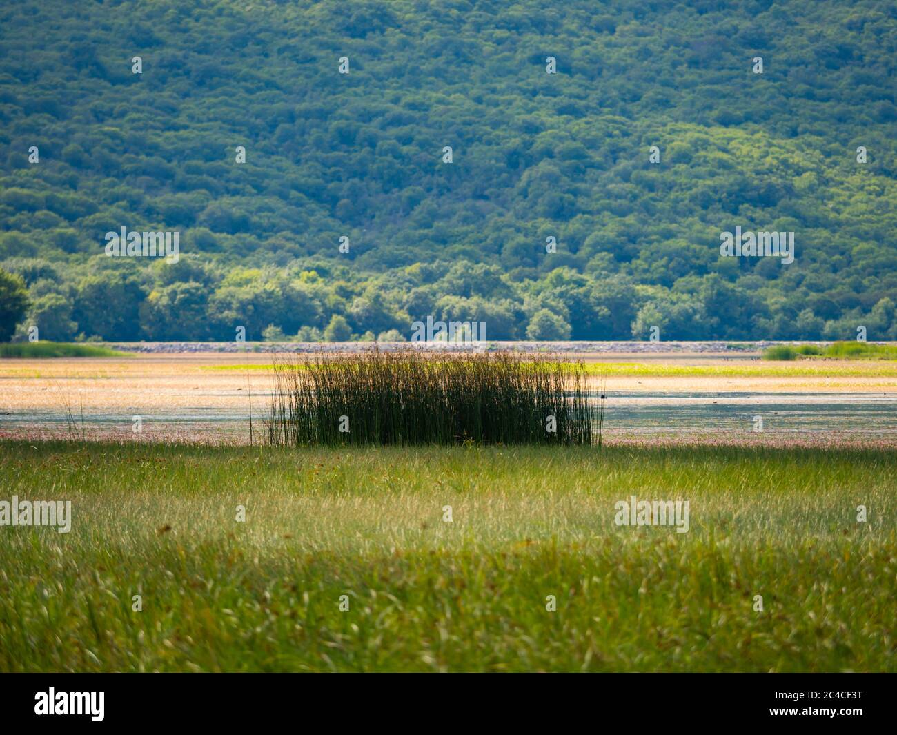 Swampy lake Ponikve island Krk Croatia Europe Stock Photo - Alamy