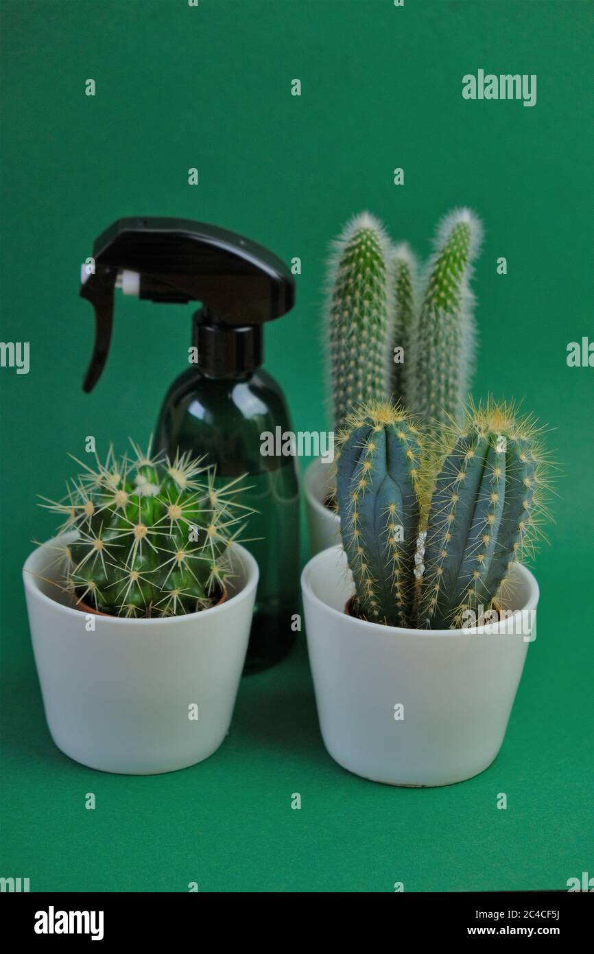 Cactus watering concept. Cacti set and plastic green spray with water ...