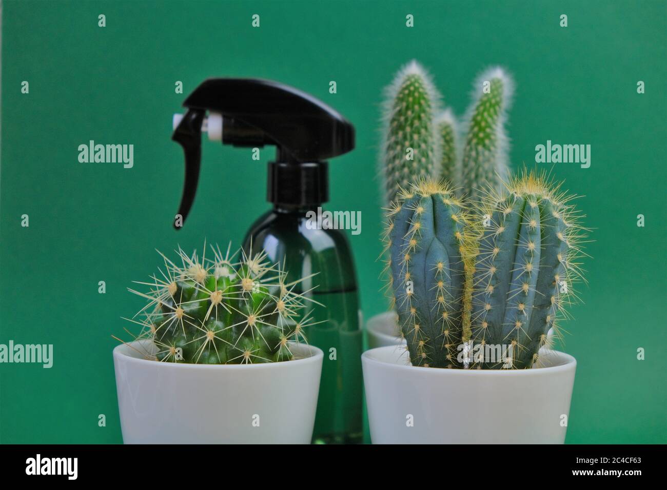 Cactus watering concept. Cacti set and plastic green spray with water ...