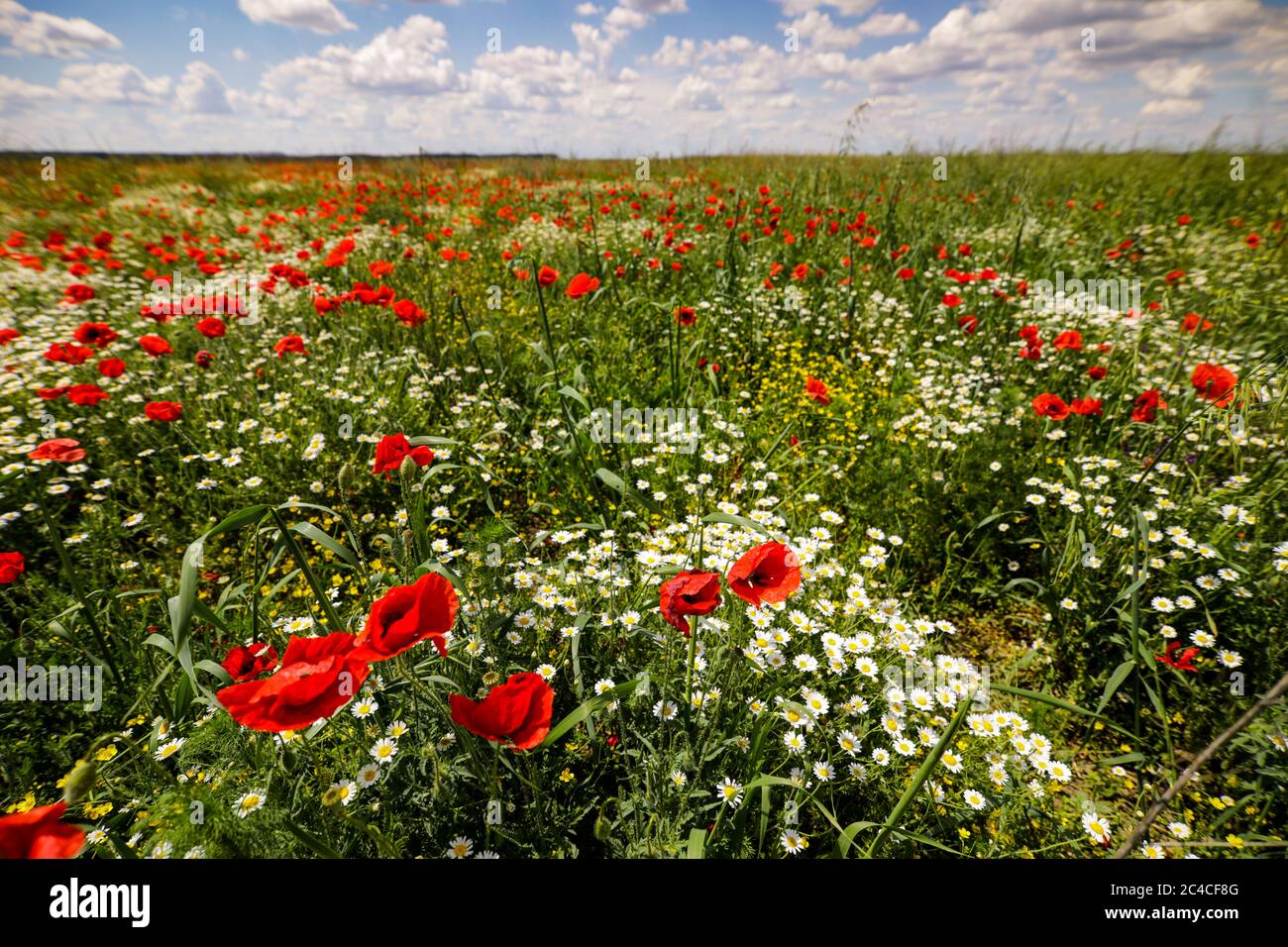 Red poppies in a green field with wild flowers during a sunny summer ...