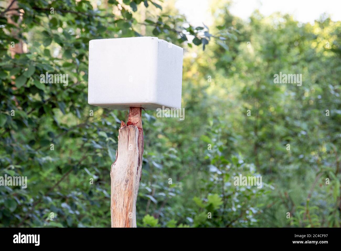 Salt cube in the forest for wild animals. Green forest, summer and ...