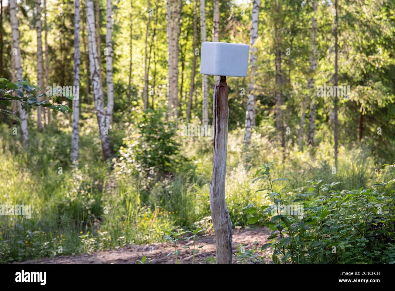 Salt cube in the forest for wild animals. Green forest, summer and ...