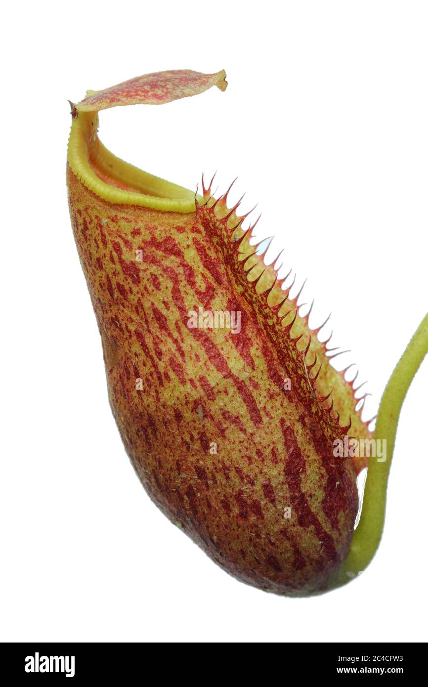 Nepenthes Rajah X Mira