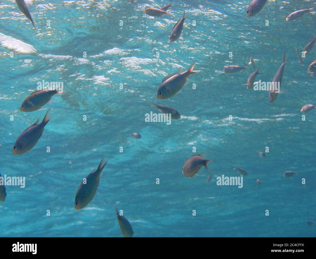 Great barrier reef snorkel hi-res stock photography and images - Alamy