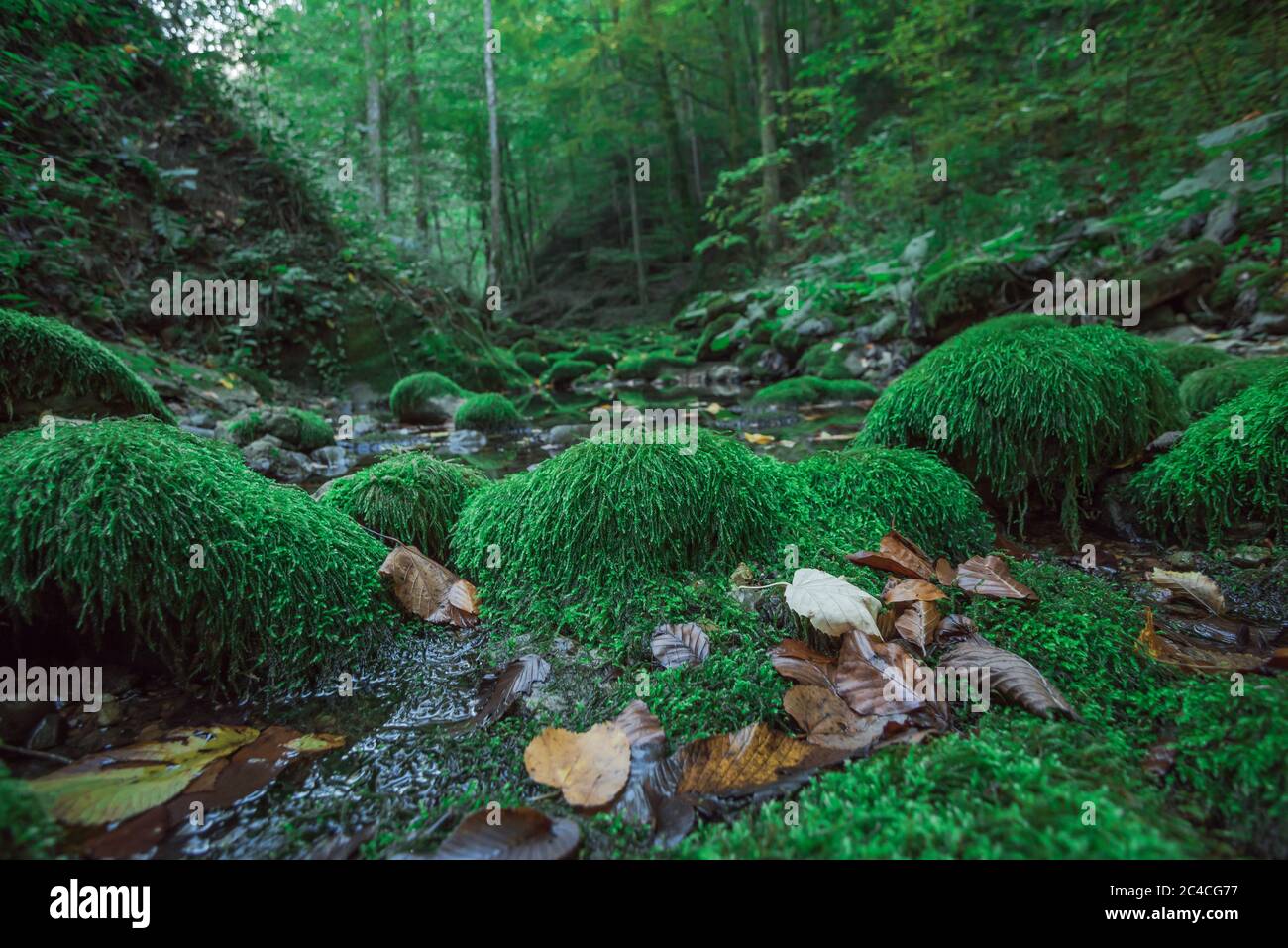 Amazon rainforest tree in flow hi-res stock photography and images - Alamy