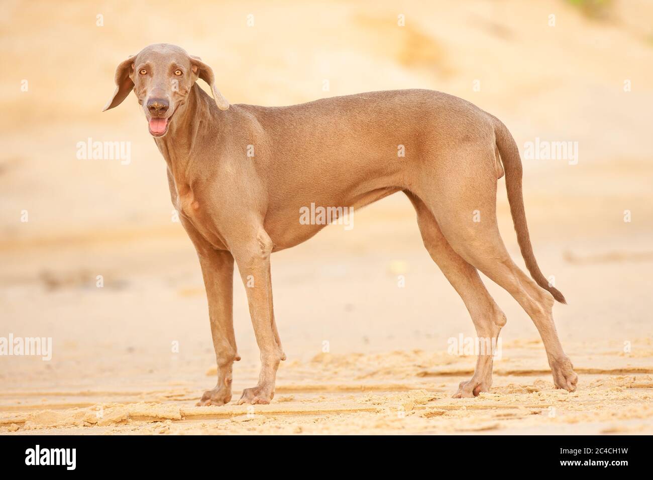 Weimaraner dog breed hi-res stock photography and images - Alamy
