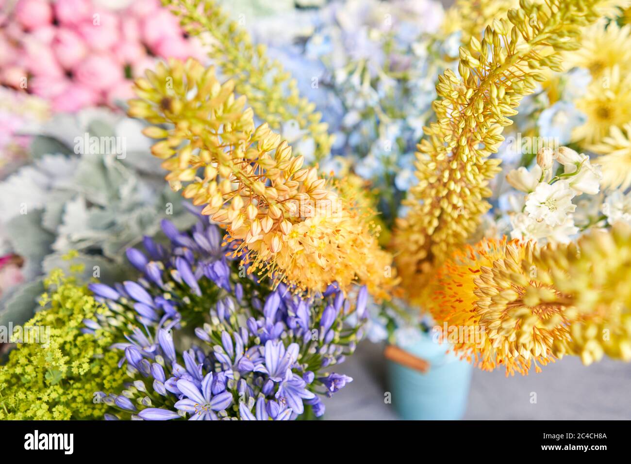 Eremurus flowering ornamental plant, beautiful yellow orange foxtail ...
