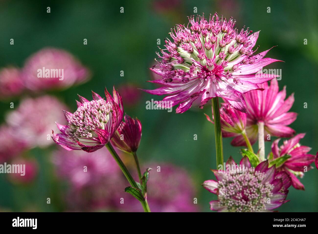 Astrantia major hi-res stock photography and images - Alamy