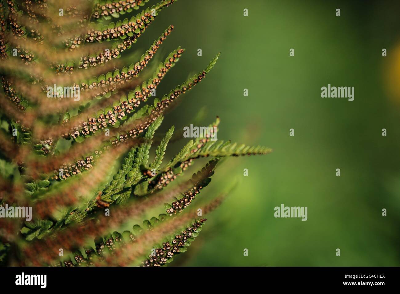Spores of fern hi-res stock photography and images - Alamy