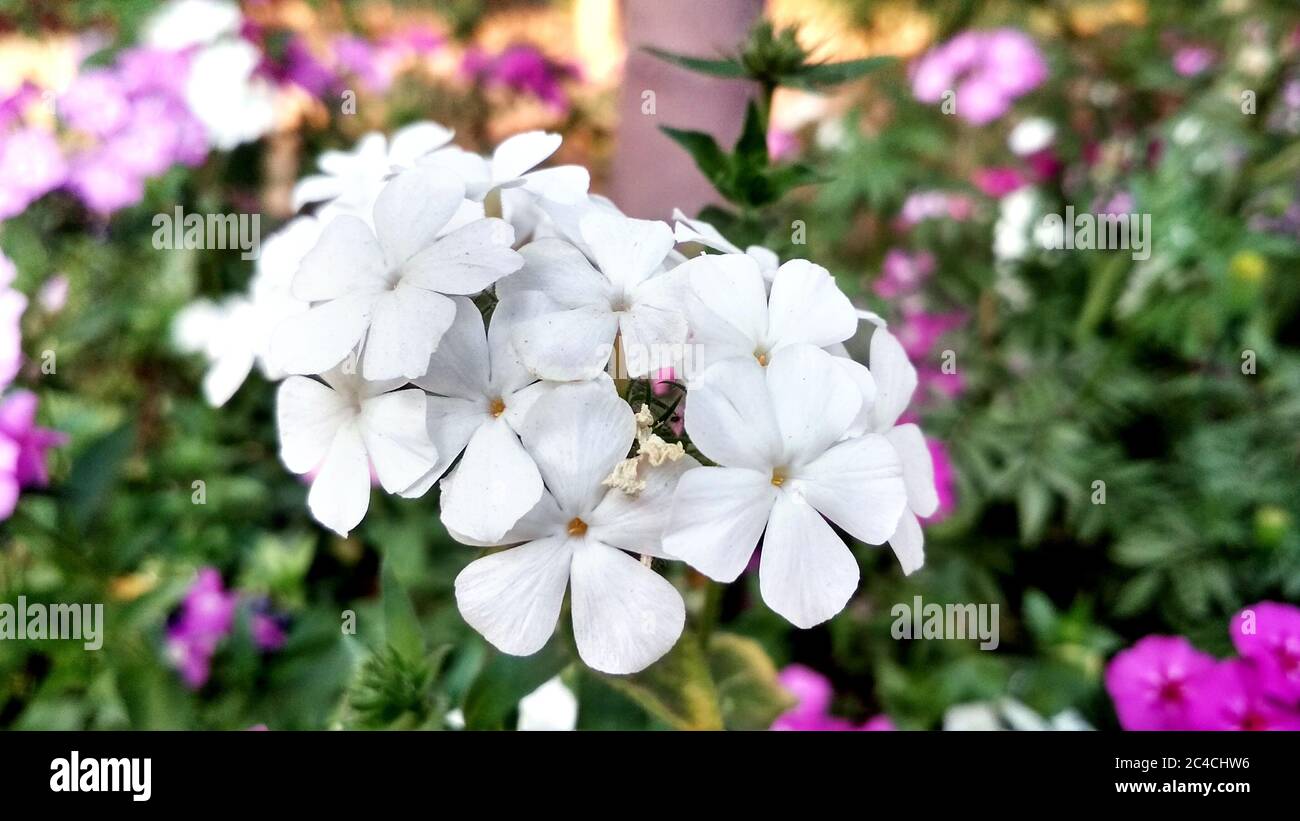 Primulas white hi-res stock photography and images - Alamy