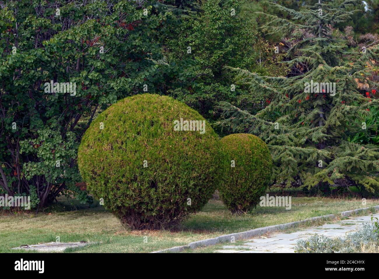 Ball bushes hi-res stock photography and images - Alamy