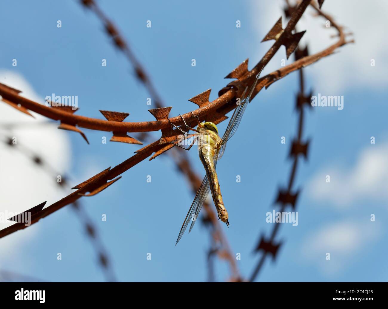 Blue eyes white dragon hi-res stock photography and images - Alamy