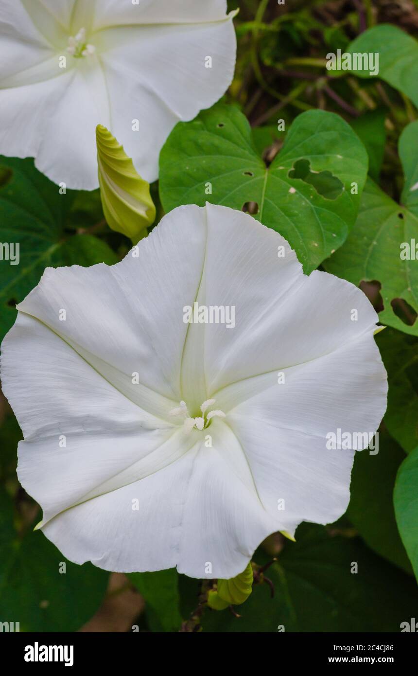 Ipomoea alba moonflower hi-res stock photography and images - Alamy