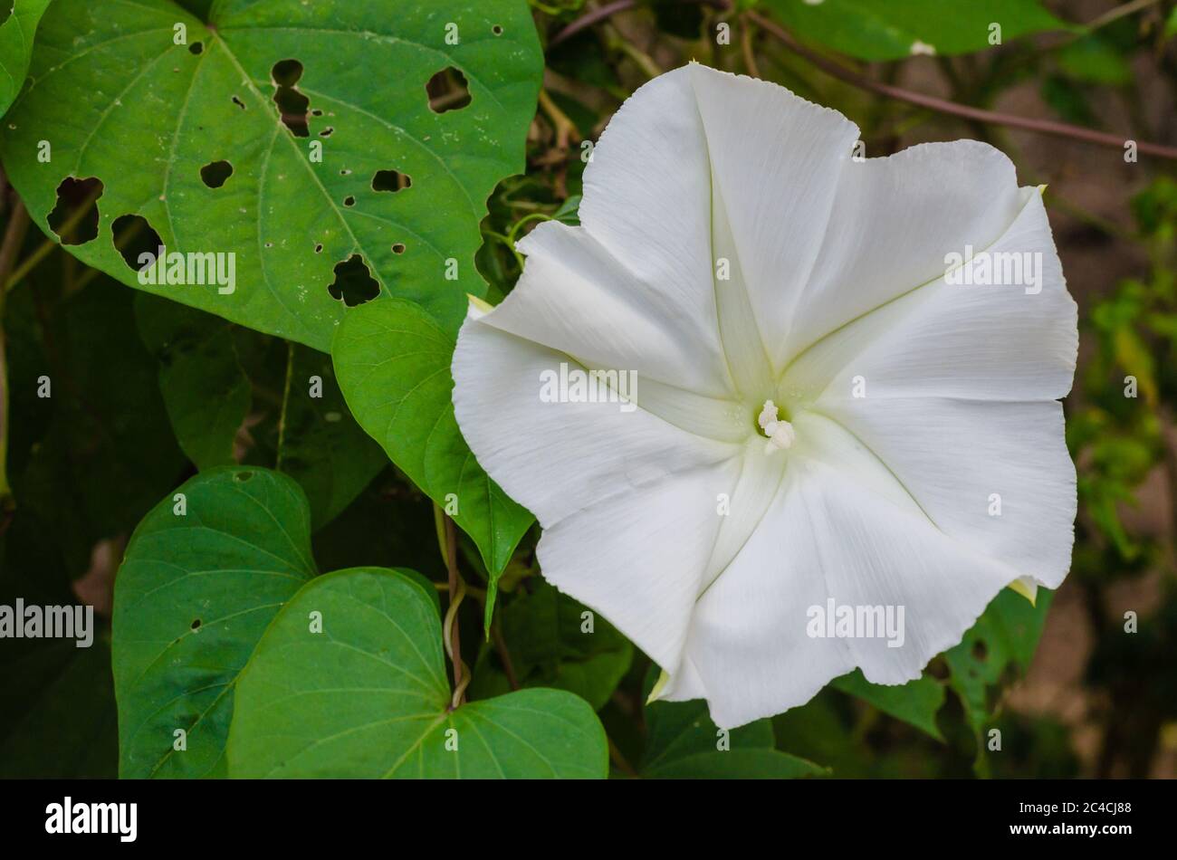 Ipomoea Alba