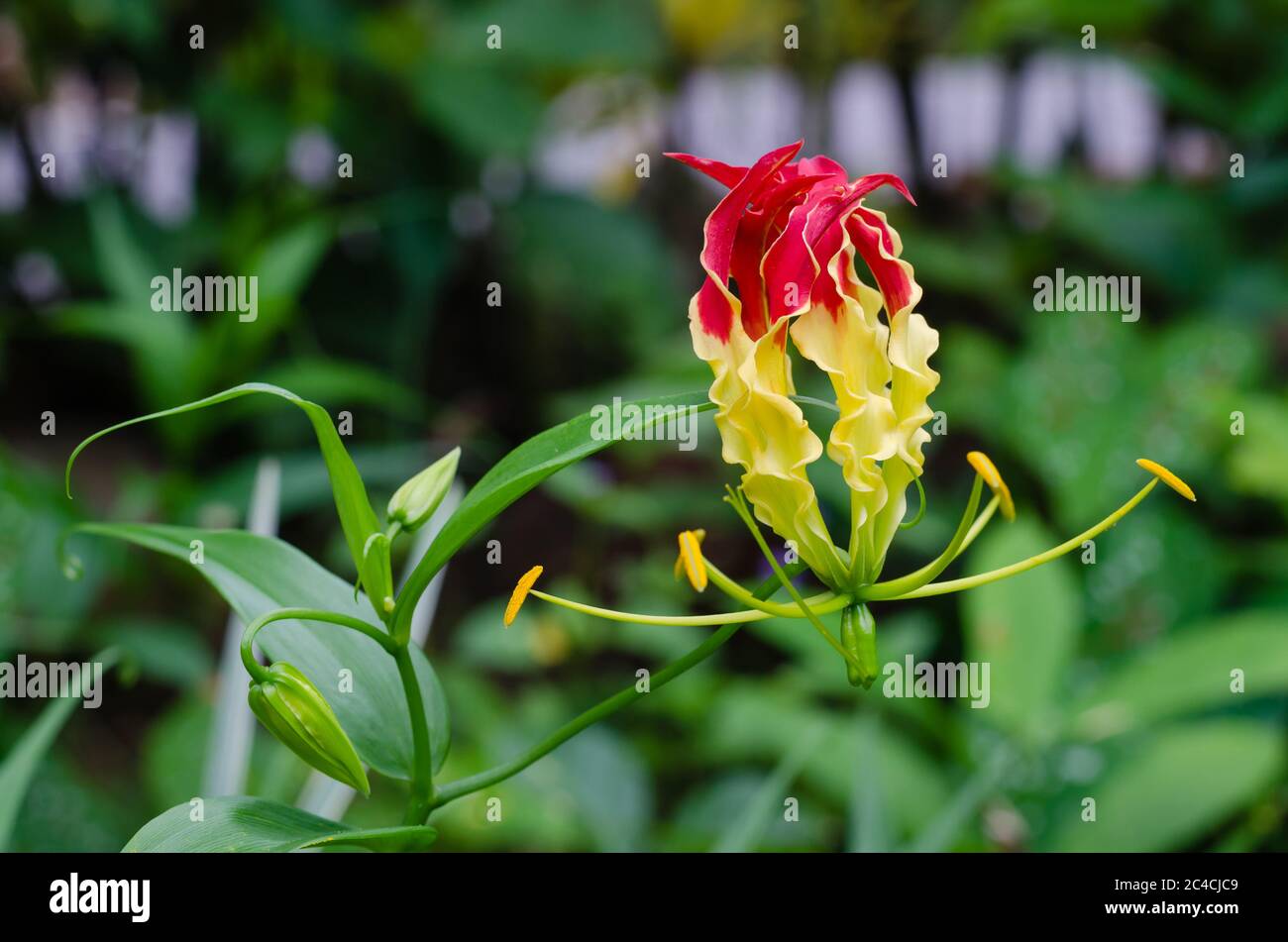 Climbing Lily or Gloriosa Superba (botanical name) is Blooming In ...