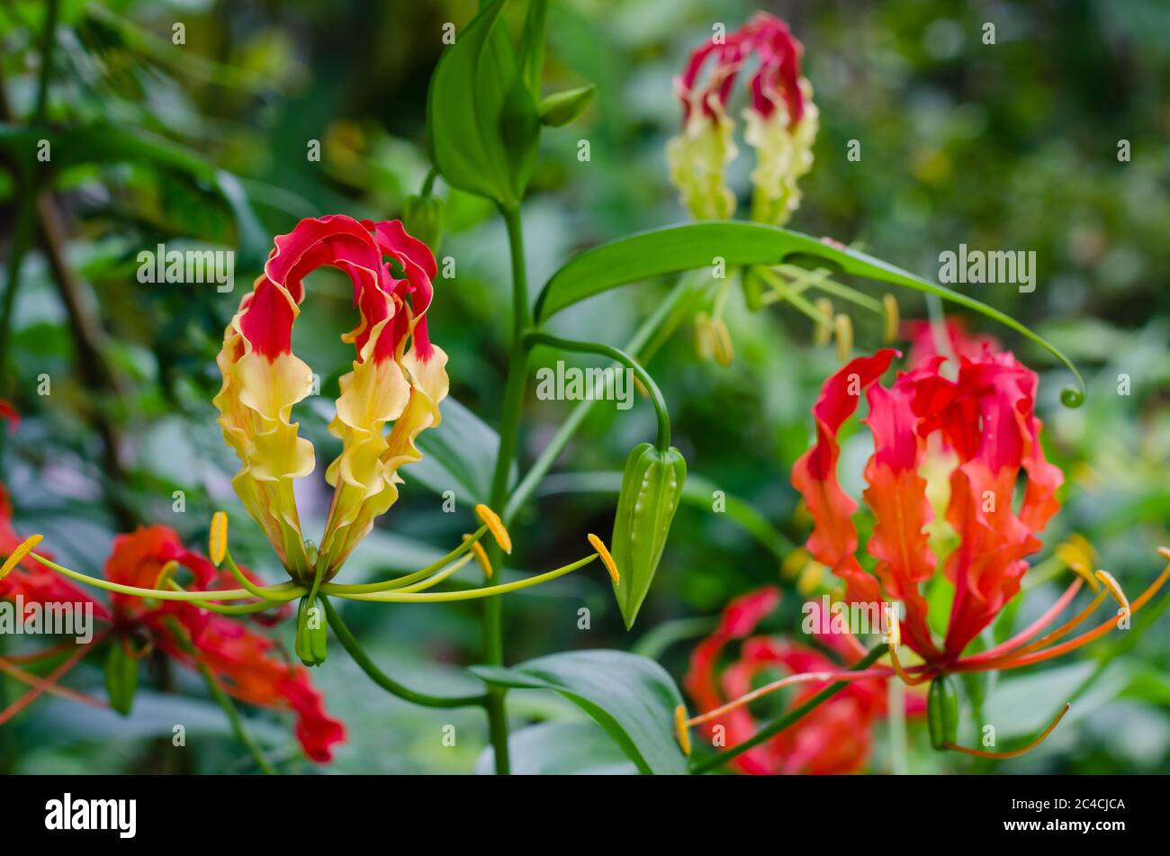 Climbing Lily or Gloriosa Superba (botanical name) is Blooming In ...