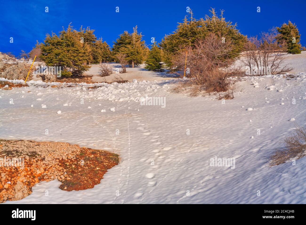 Al Shouf Cedar Nature Reserve High Resolution Stock Photography and ...