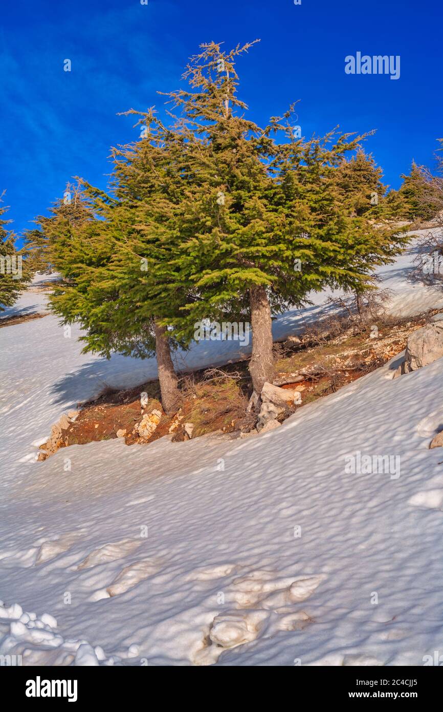 Al Shouf Cedar Nature Reserve High Resolution Stock Photography and ...