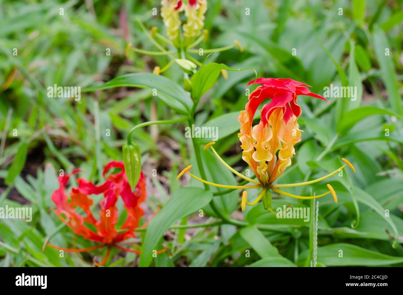 Climbing Lily or Gloriosa Superba (botanical name) is Blooming In ...