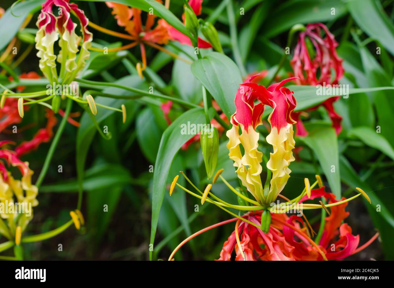 Climbing Lily or Gloriosa Superba (botanical name) is Blooming In ...