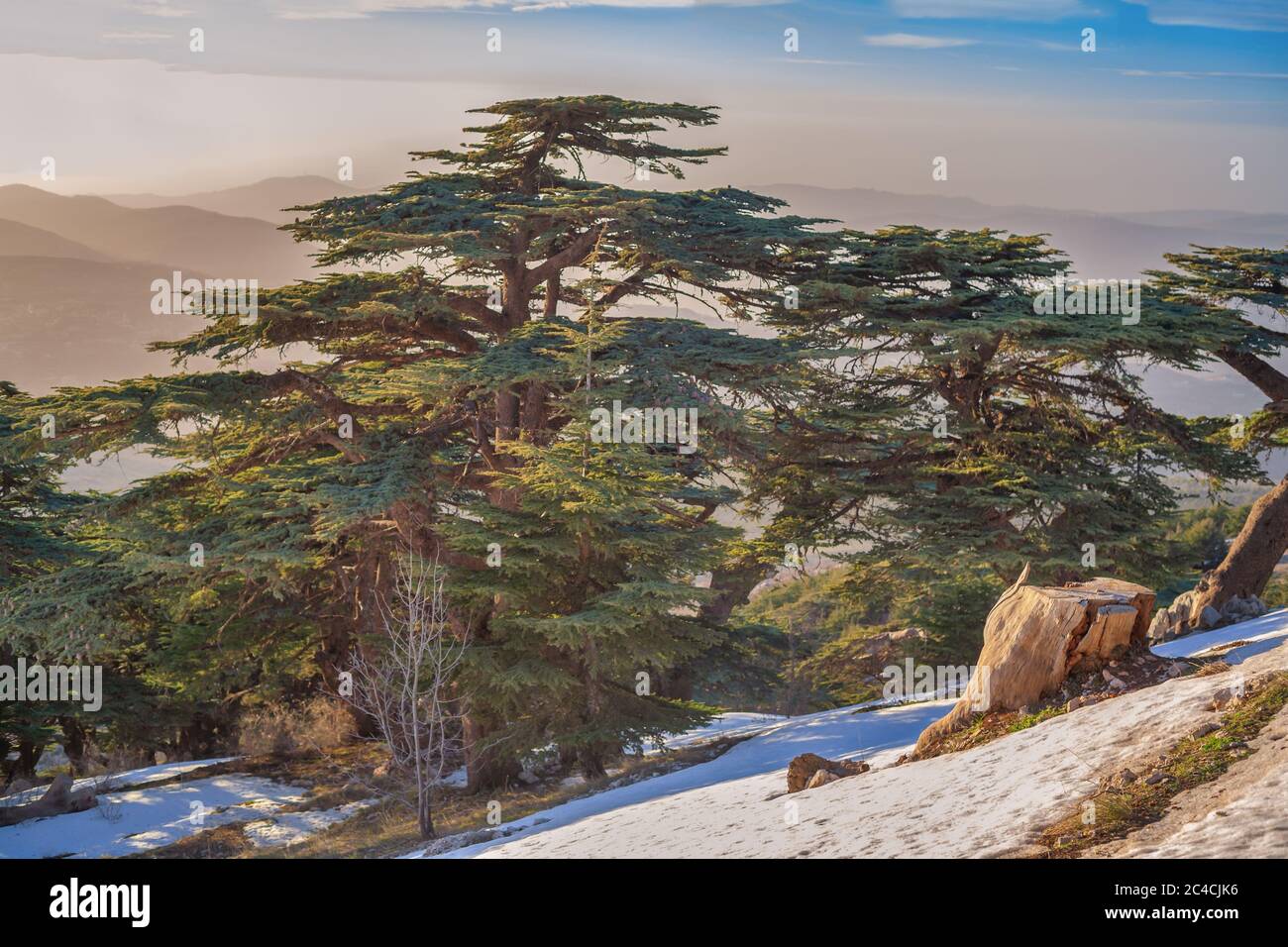 Al Shouf Cedar Nature Reserve High Resolution Stock Photography and ...