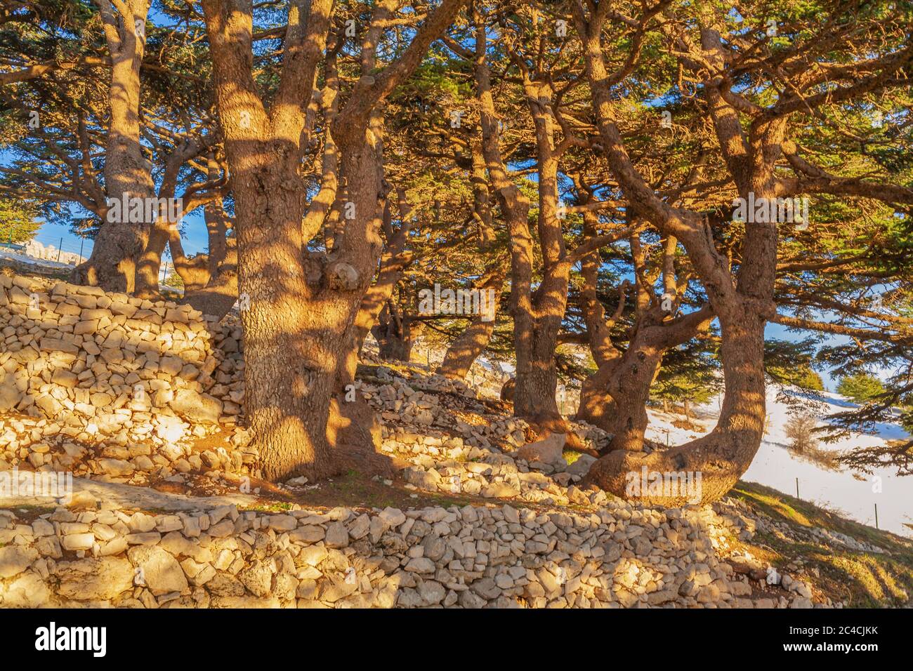 Al Shouf Cedar Nature Reserve High Resolution Stock Photography and ...