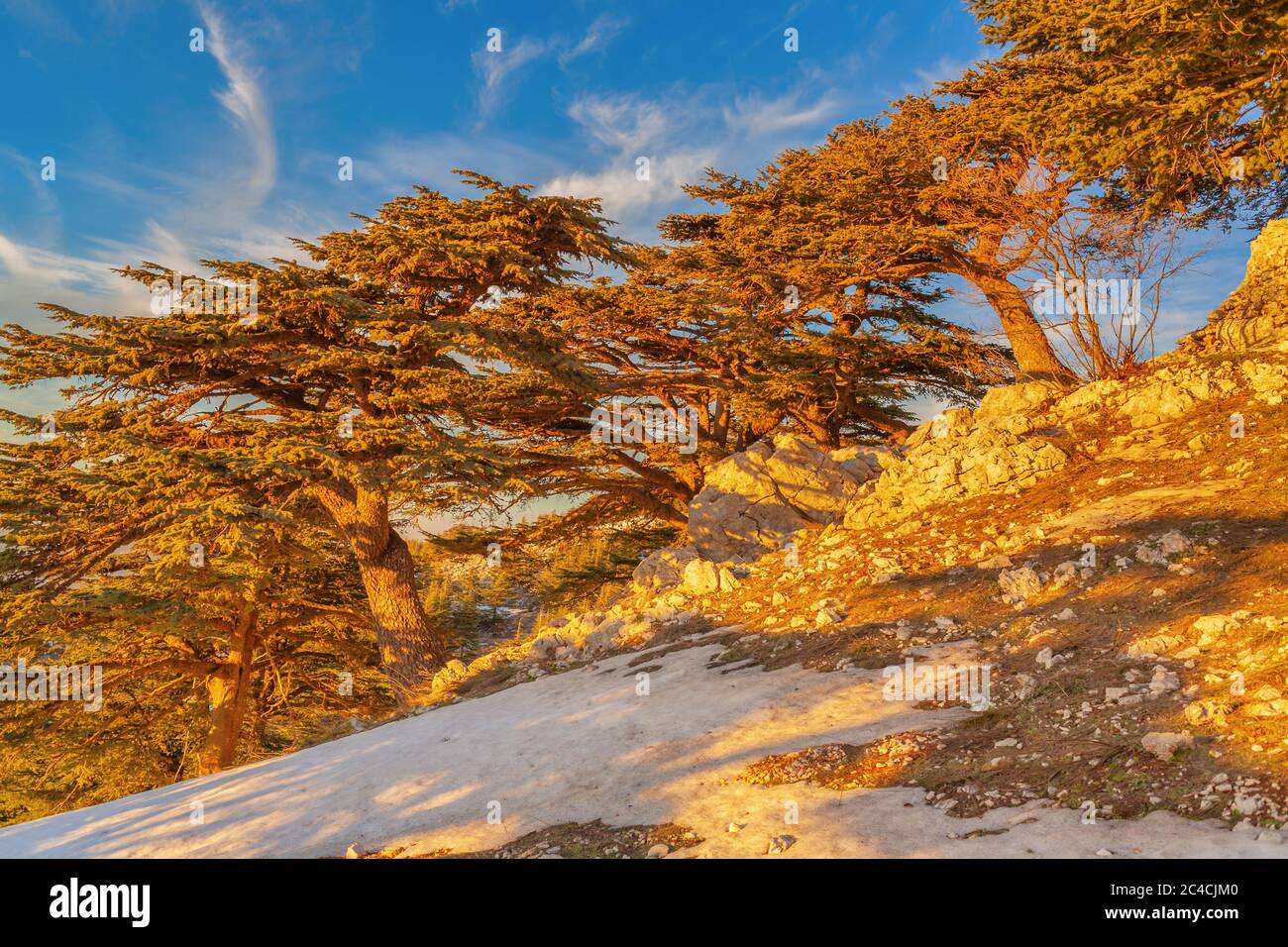 Cedrus libani, Lebanon cedar, Al Shouf Cedar Nature Reserve, near ...