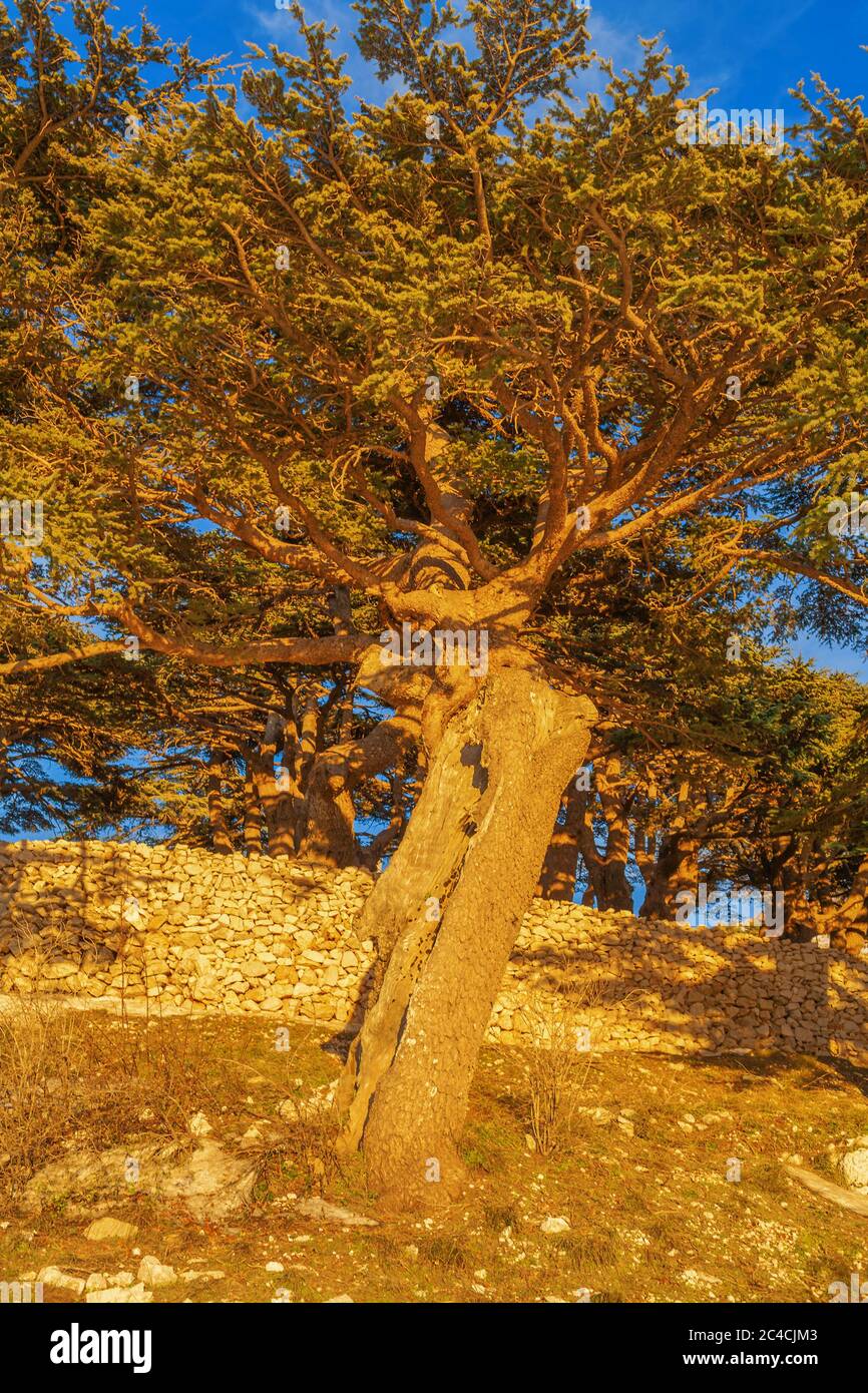 Cedrus libani, Lebanon cedar, Al Shouf Cedar Nature Reserve, near ...