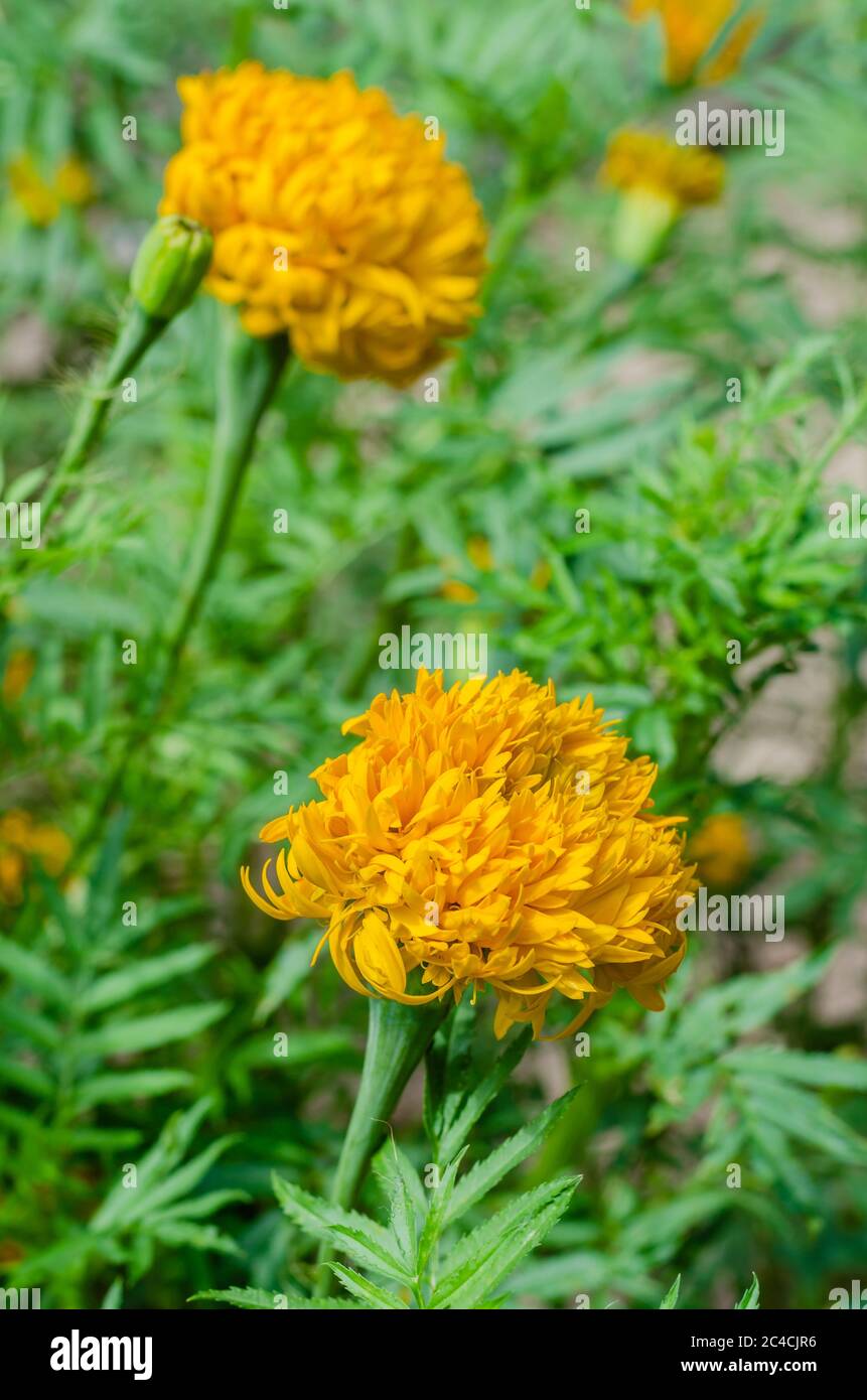 Marigold Flower (botanical name is Tagetes Erecta) is Blooming in ...