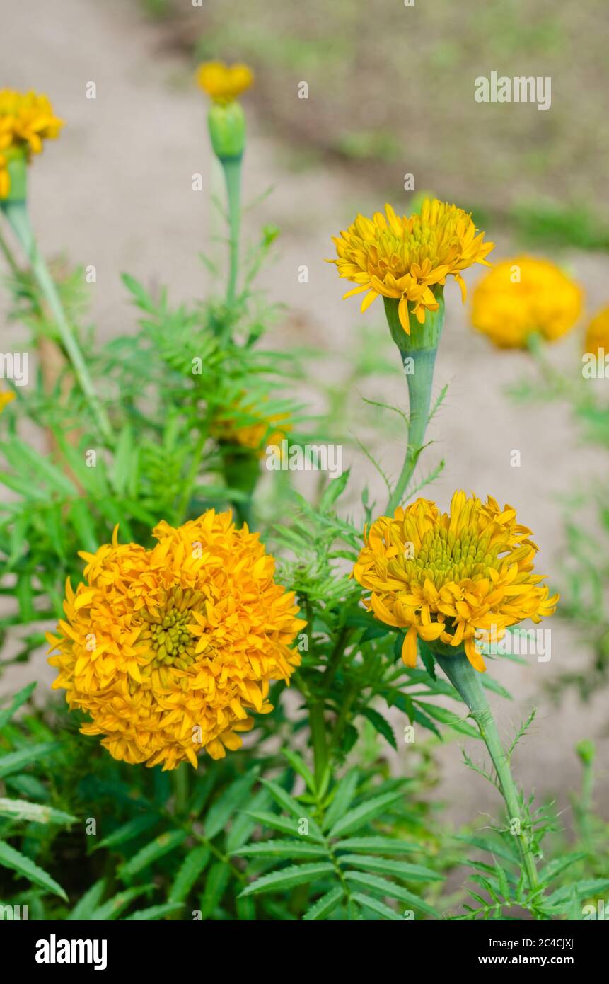 Marigold Flower (botanical name is Tagetes Erecta) is Blooming in ...