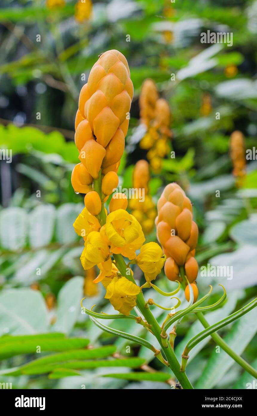 Ringworm Bush Flower or Candle Bush Flower (botanical name is Senna ...
