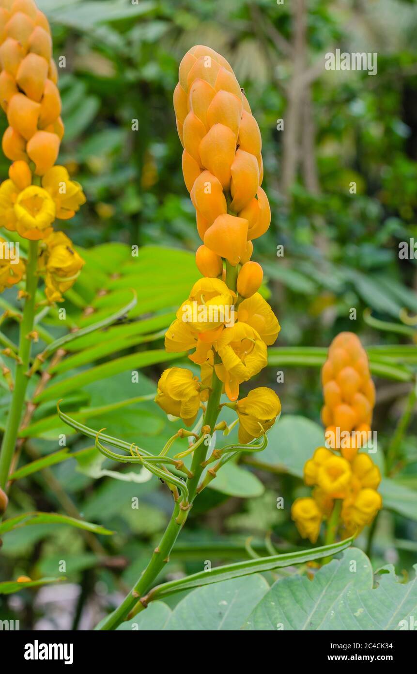Ringworm Bush Flower or Candle Bush Flower (botanical name is Senna ...
