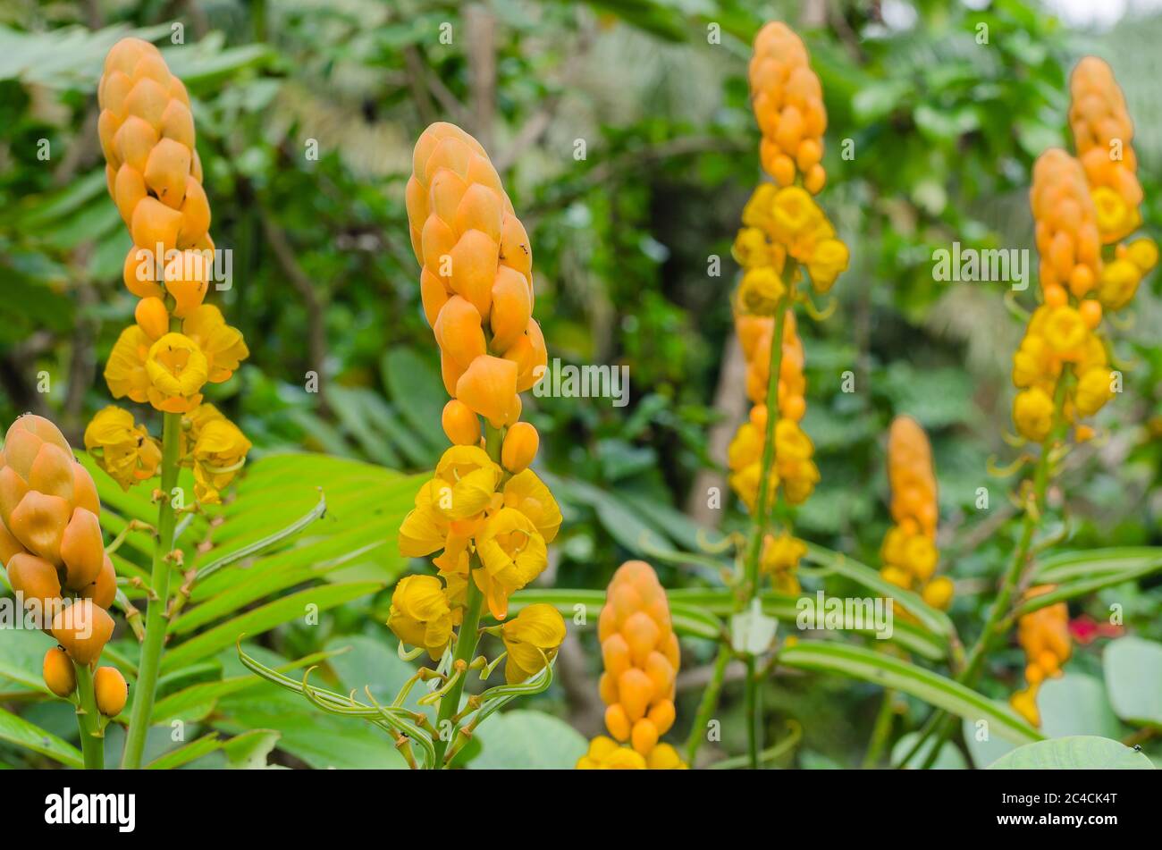 Ringworm Bush Flower or Candle Bush Flower (botanical name is Senna ...