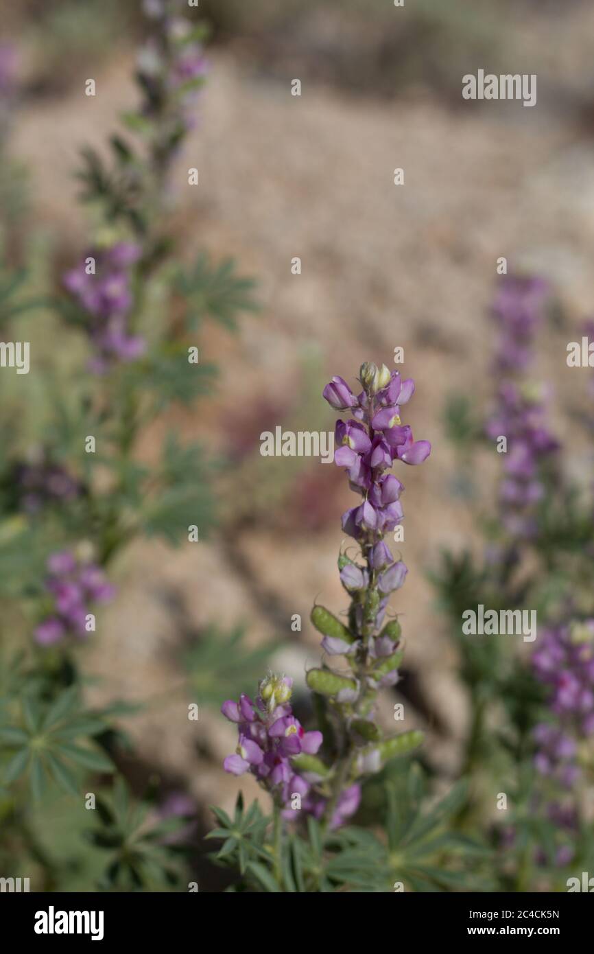 Purple flowers of Arizona Lupine, Lupinus Arizonicus, Fabaceae, native ...