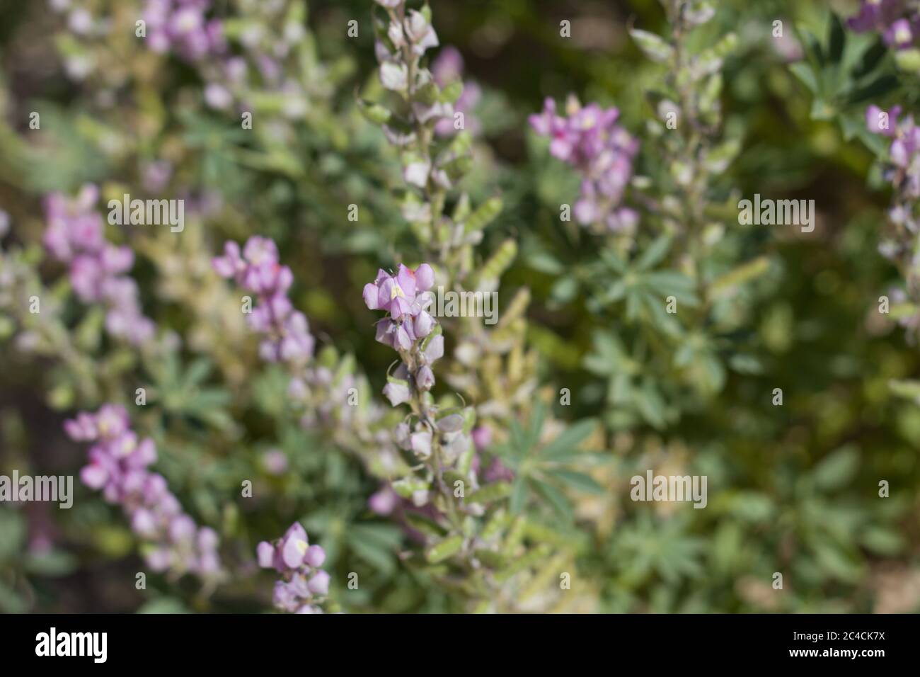 Purple flowers of Arizona Lupine, Lupinus Arizonicus, Fabaceae, native ...